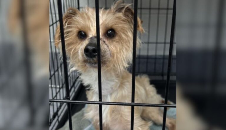 Dog Found With Mouth Rubber-Banded Shut in Port Jefferson